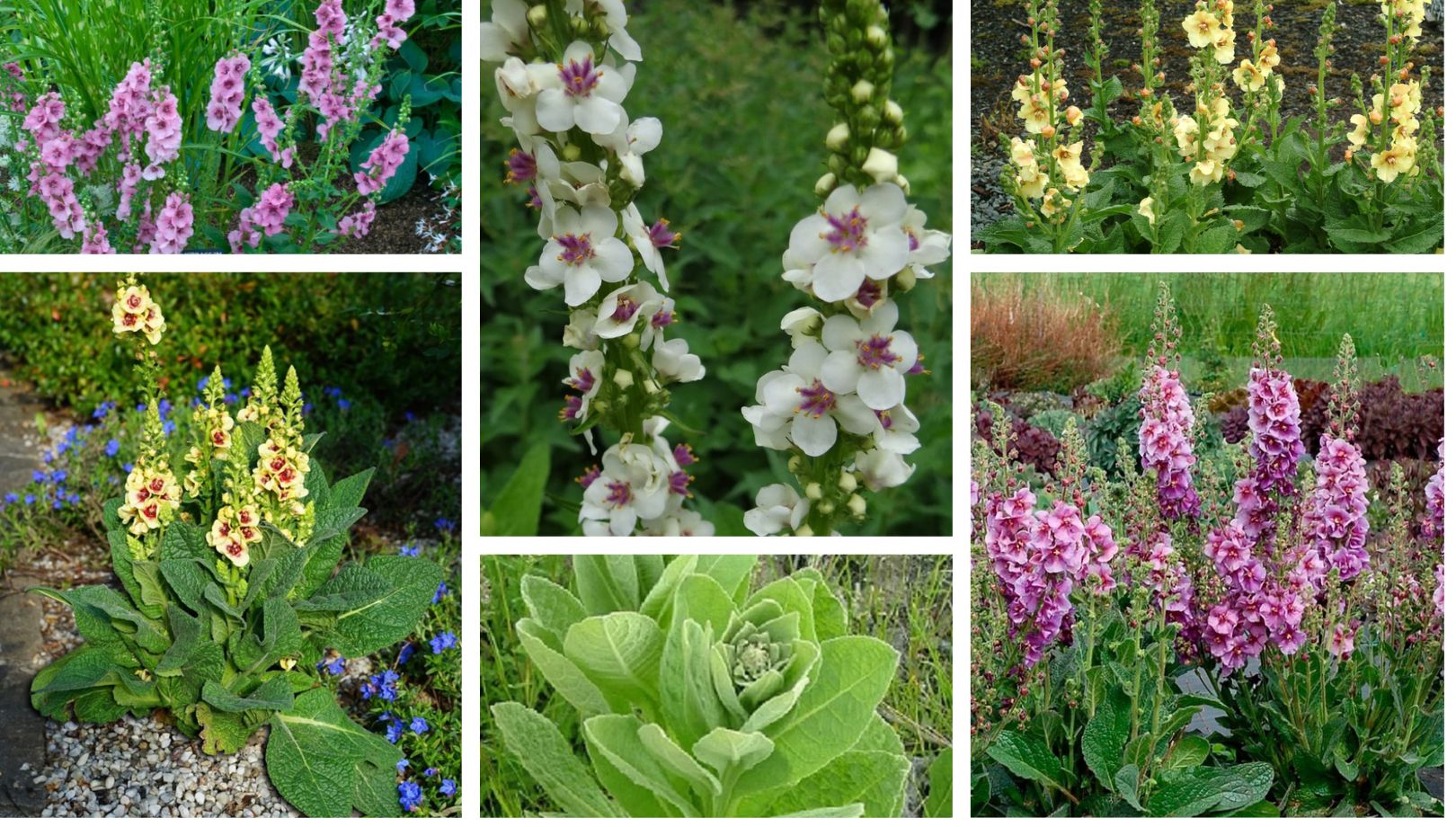 The Allure of Verbascum: A Vibrant Addition to Your Garden | My desired ...