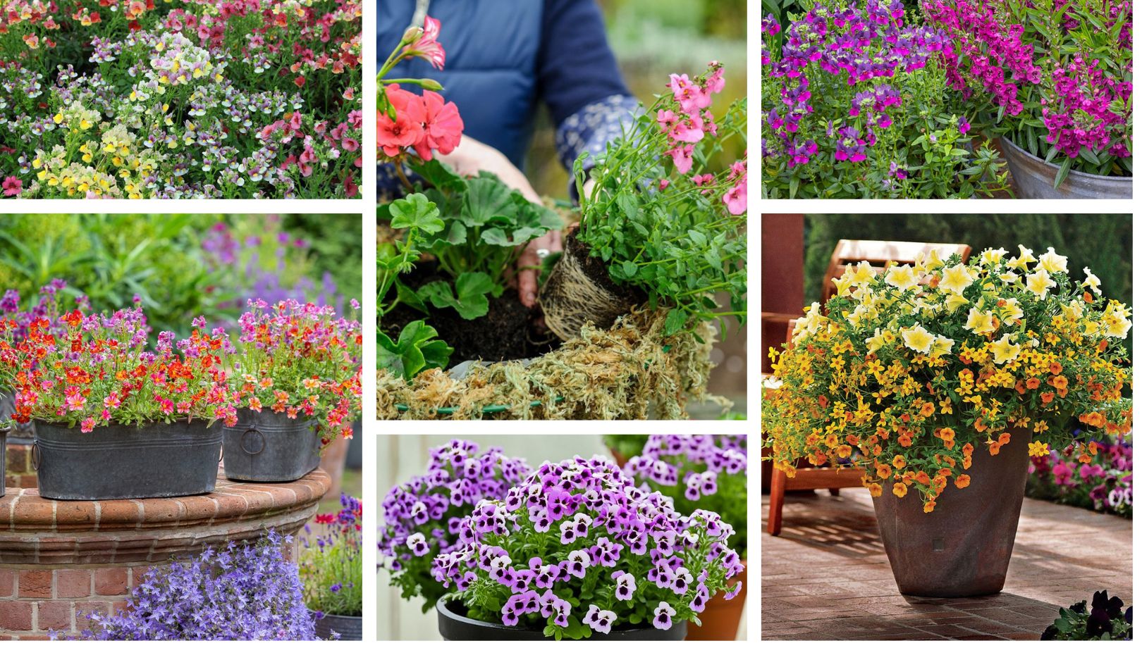 The Complete Guide to Planting and Caring for Nemesia