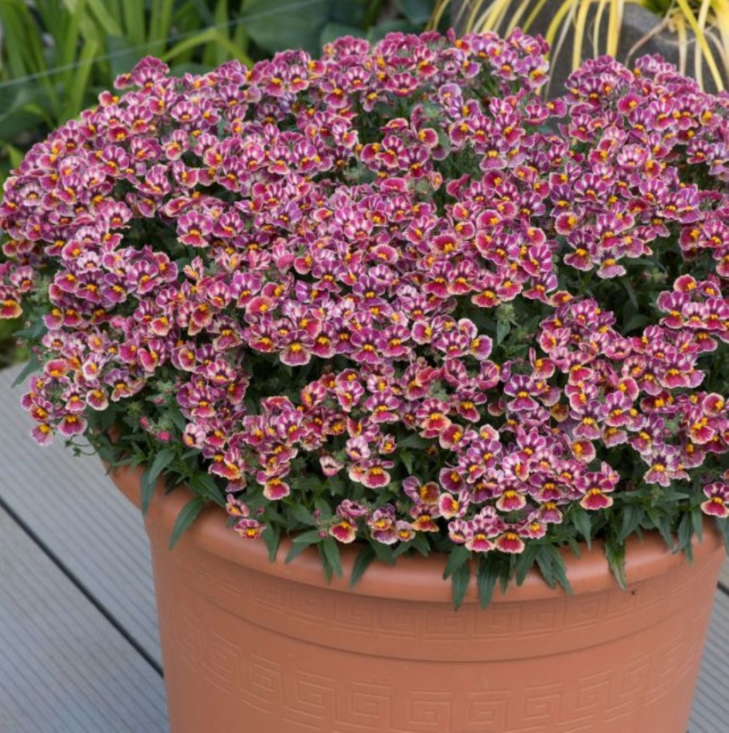 The Complete Guide to Planting and Caring for Nemesia