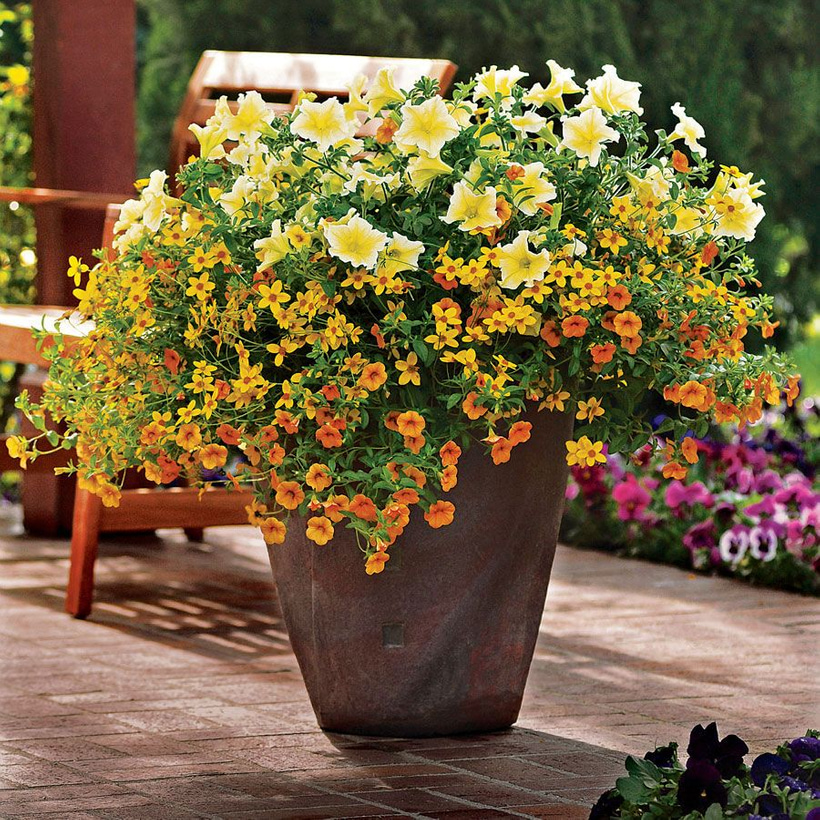 The Complete Guide to Planting and Caring for Nemesia