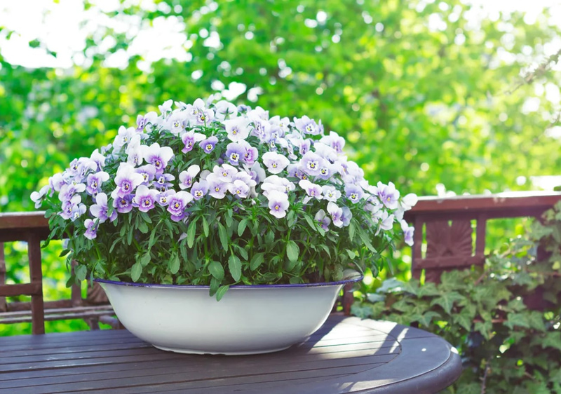 DIY Garden Projects: 70 Creative Ideas to Personalize Your Outdoor Oasis