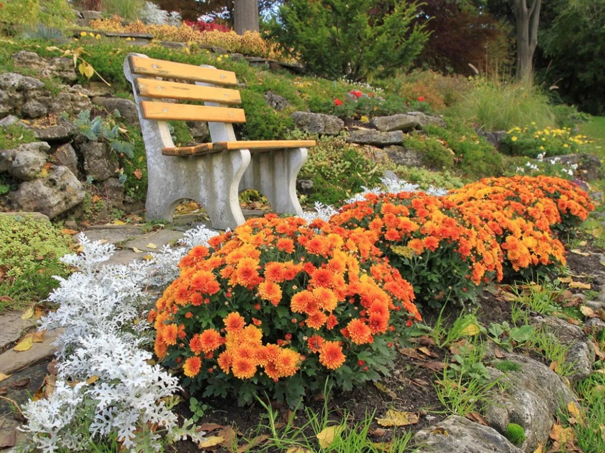 How to Create a Fall Oasis with Orange Autumn Flowers