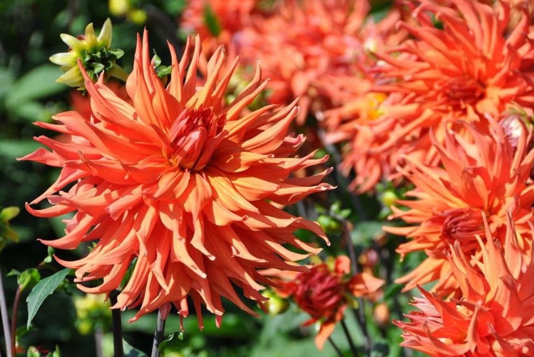 How to Create a Fall Oasis with Orange Autumn Flowers