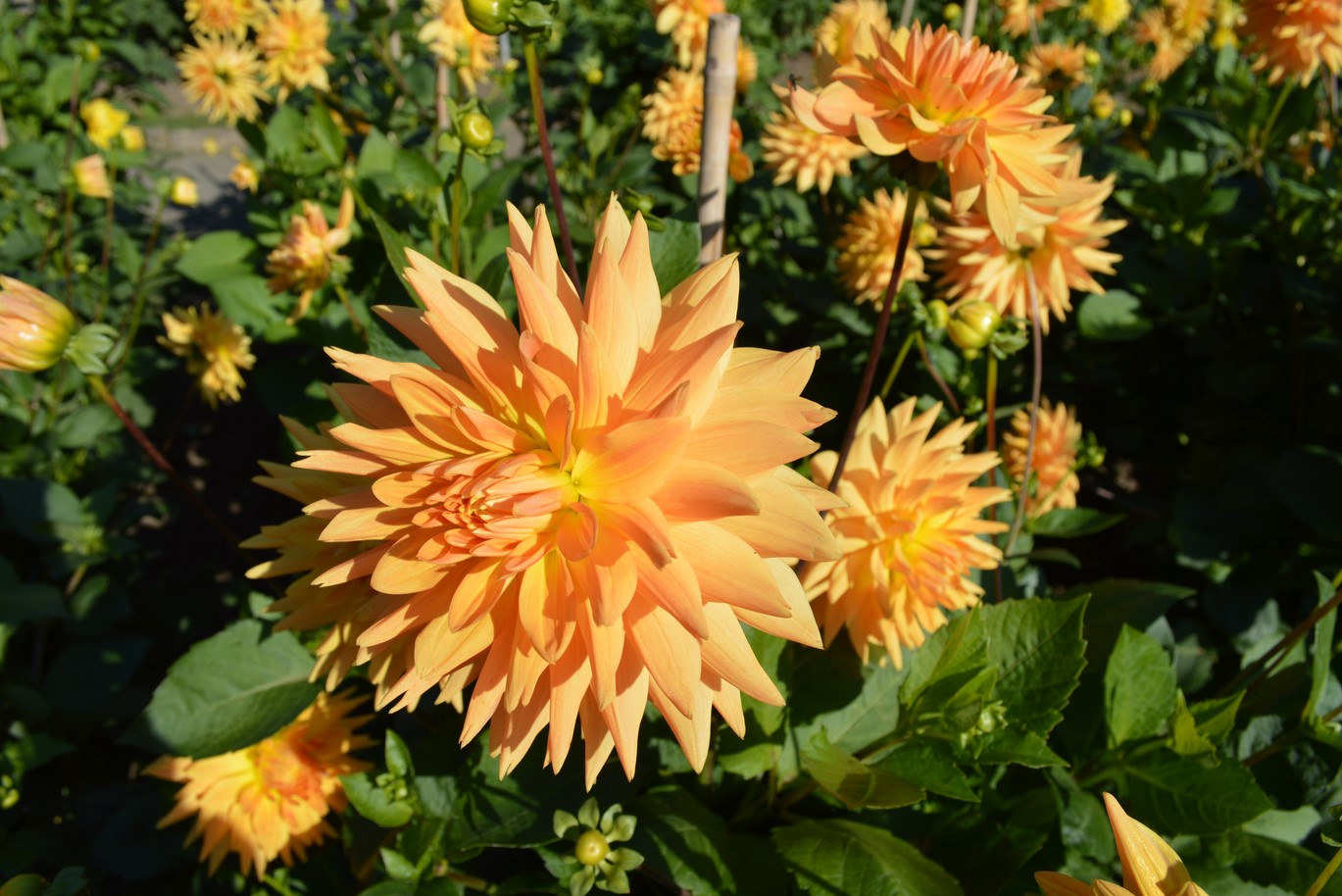 How to Create a Fall Oasis with Orange Autumn Flowers