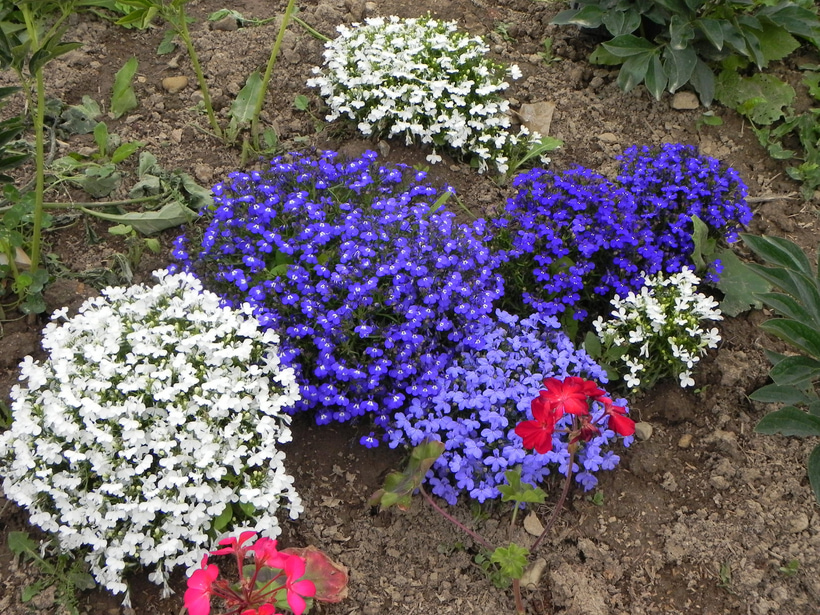 Tips for Creating Stunning Flowerbeds with Blue Lobelia