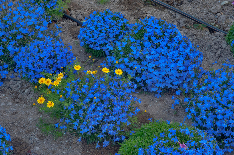 Tips for Creating Stunning Flowerbeds with Blue Lobelia