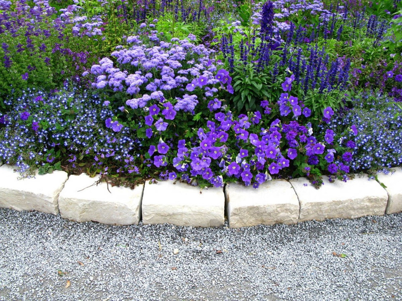 Tips for Creating Stunning Flowerbeds with Blue Lobelia