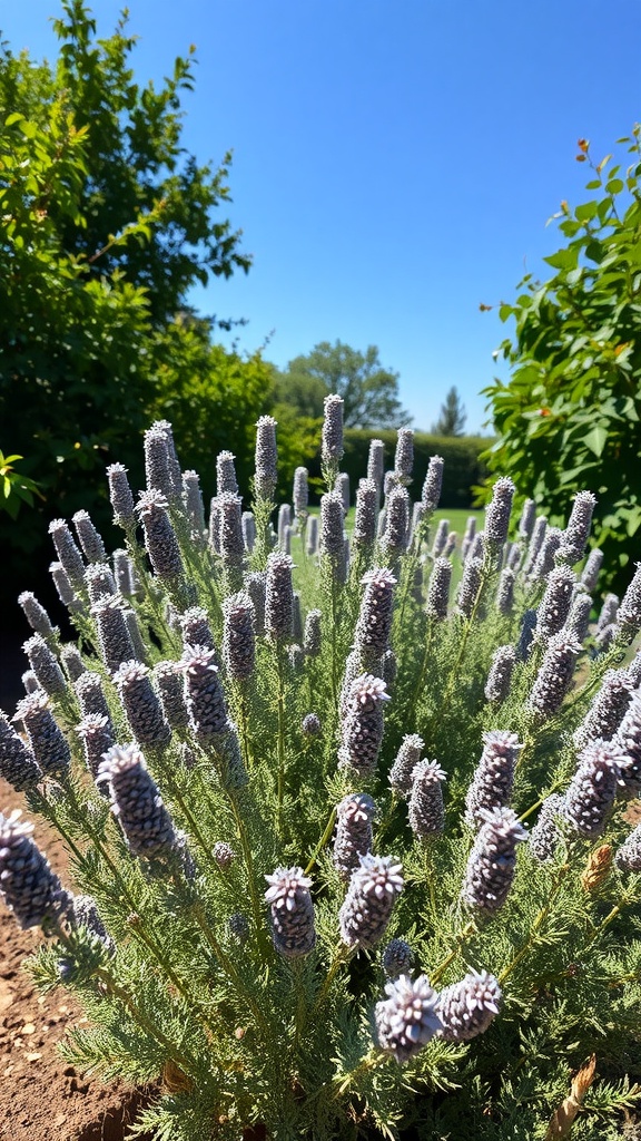 10 Proven Tips for Successfully Growing Common Sage in Pots and Gardens ...