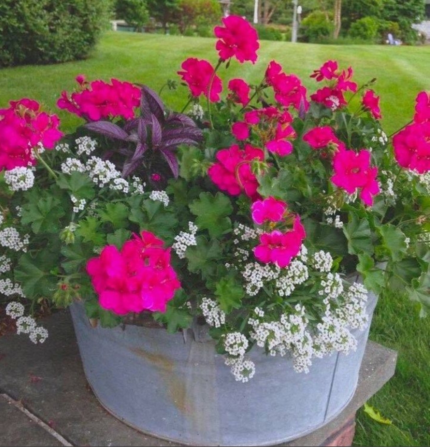 Flowers in a Bucket: Creative Ideas for a Rustic Blooming Yard and Garden