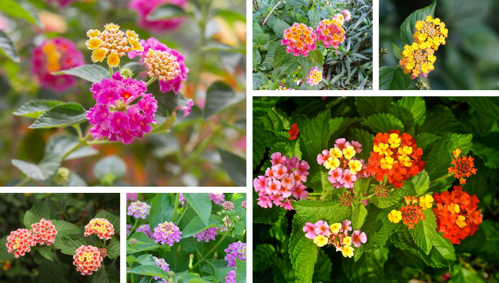 Lantana Plant Care: Growing Tips for Vibrant Blooms