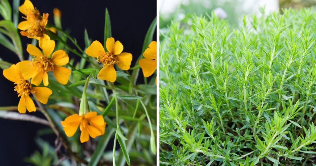 How to Plant, Grow and Care for Tarragon Easily | My desired home