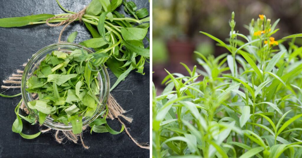 How to Plant, Grow and Care for Tarragon Easily | My desired home