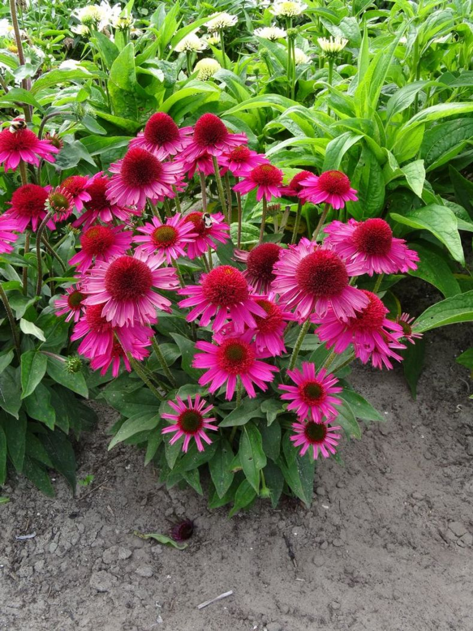 The Beauty of Planting Echinacea in a Flowerbed | My desired home
