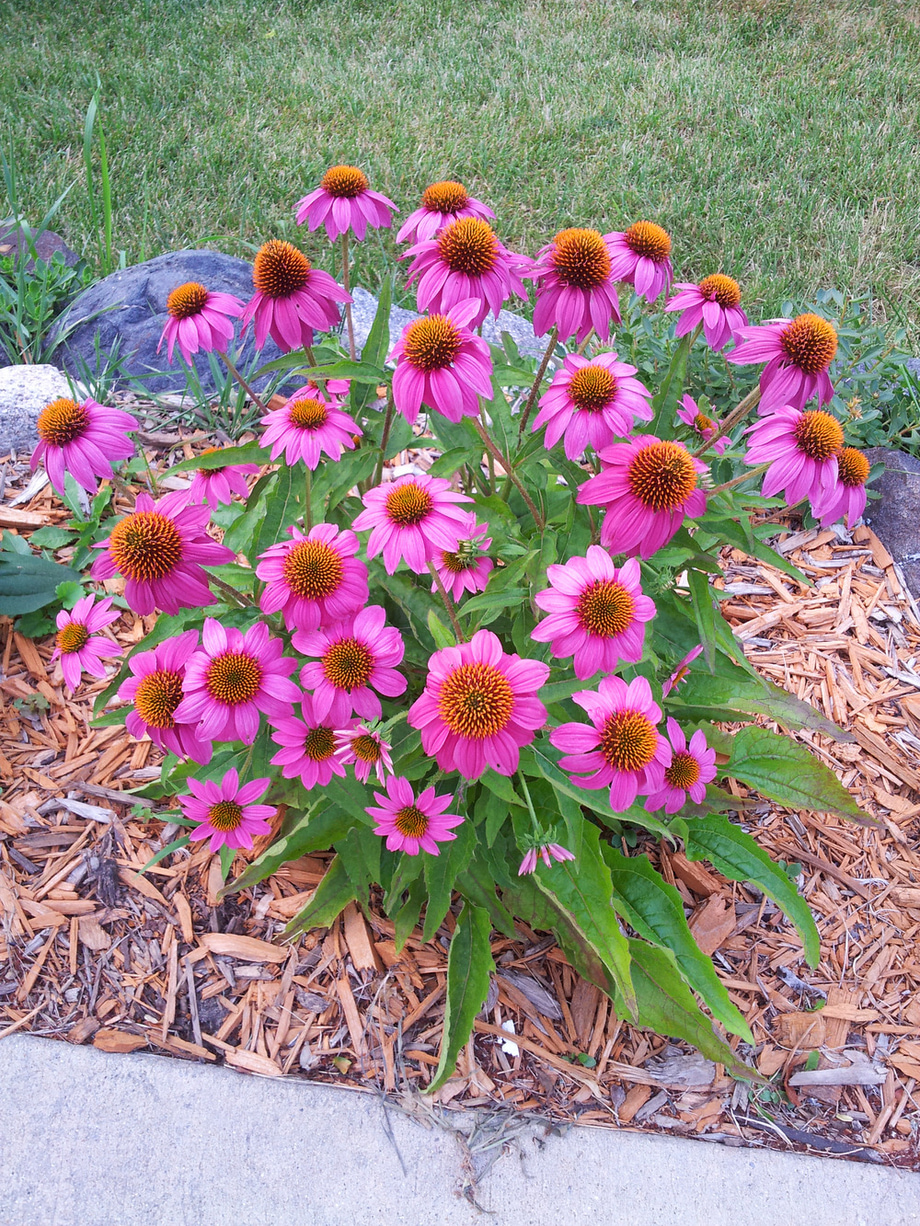 The Beauty of Planting Echinacea in a Flowerbed | My desired home