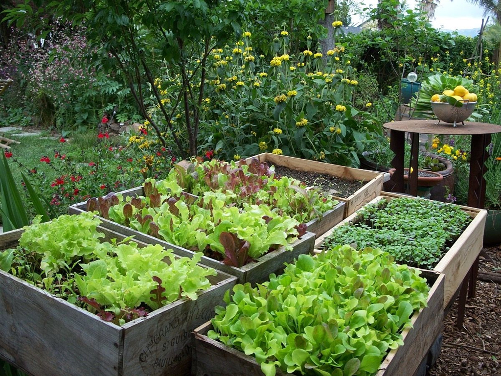 Essential Tips And Ideas for Growing Greens in Boxes at Your Country House