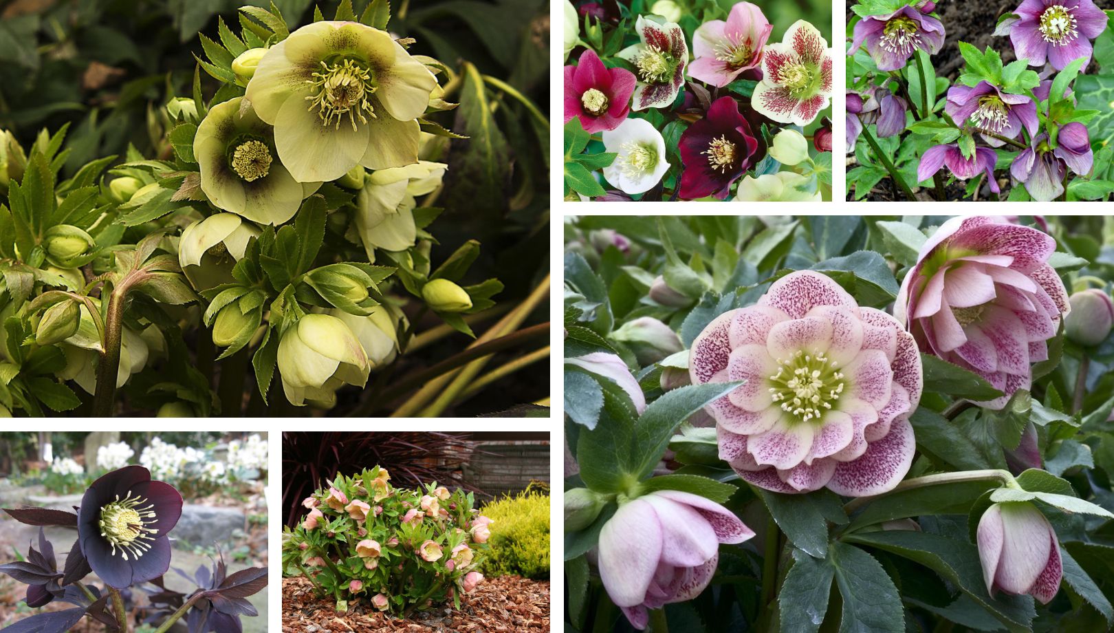 Hellebore Gardening Tips for Year-Round Blooms | My desired home