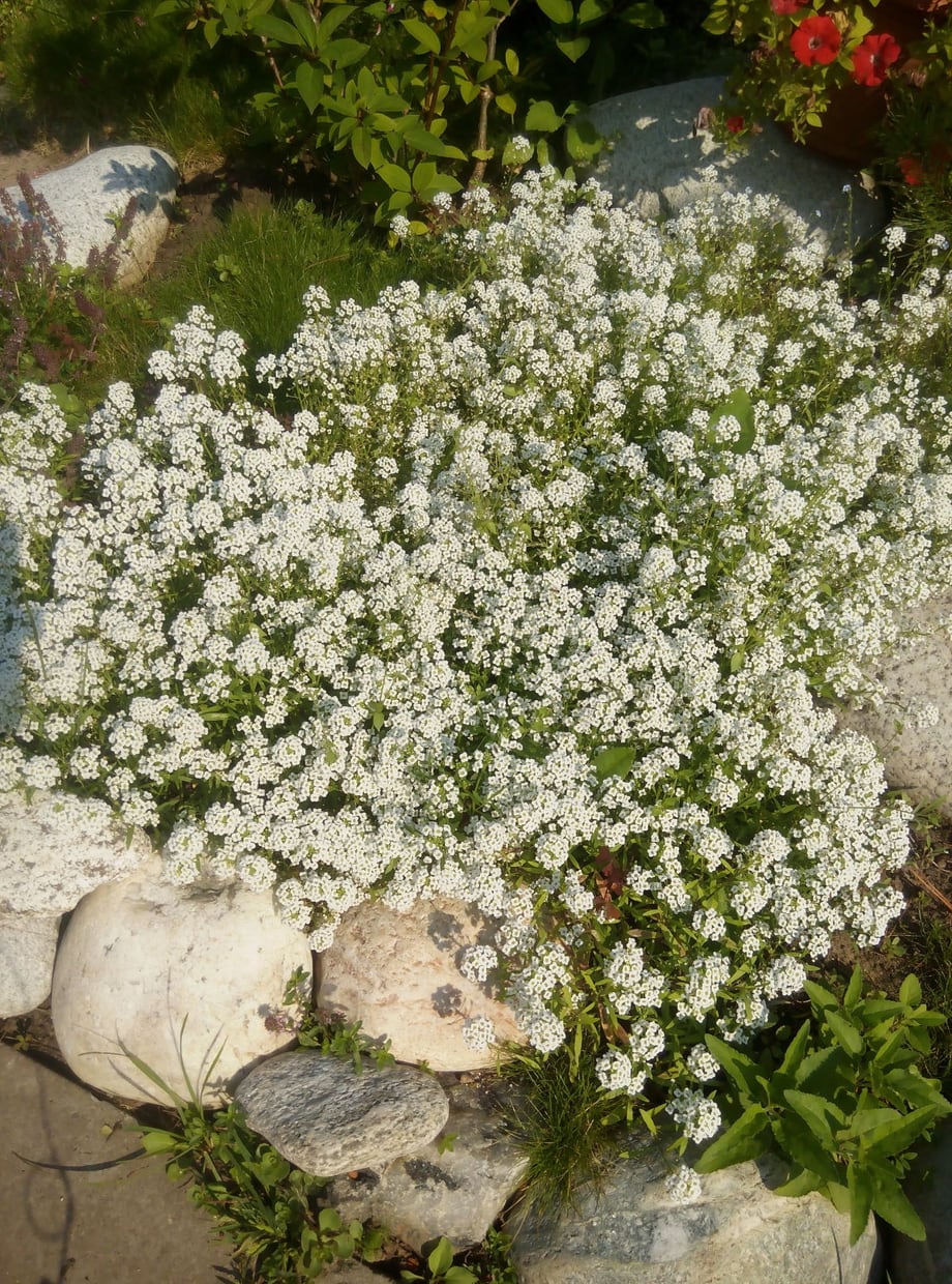 How to create Stunning Alyssum Flowerbed Designs for Every Landscape ...
