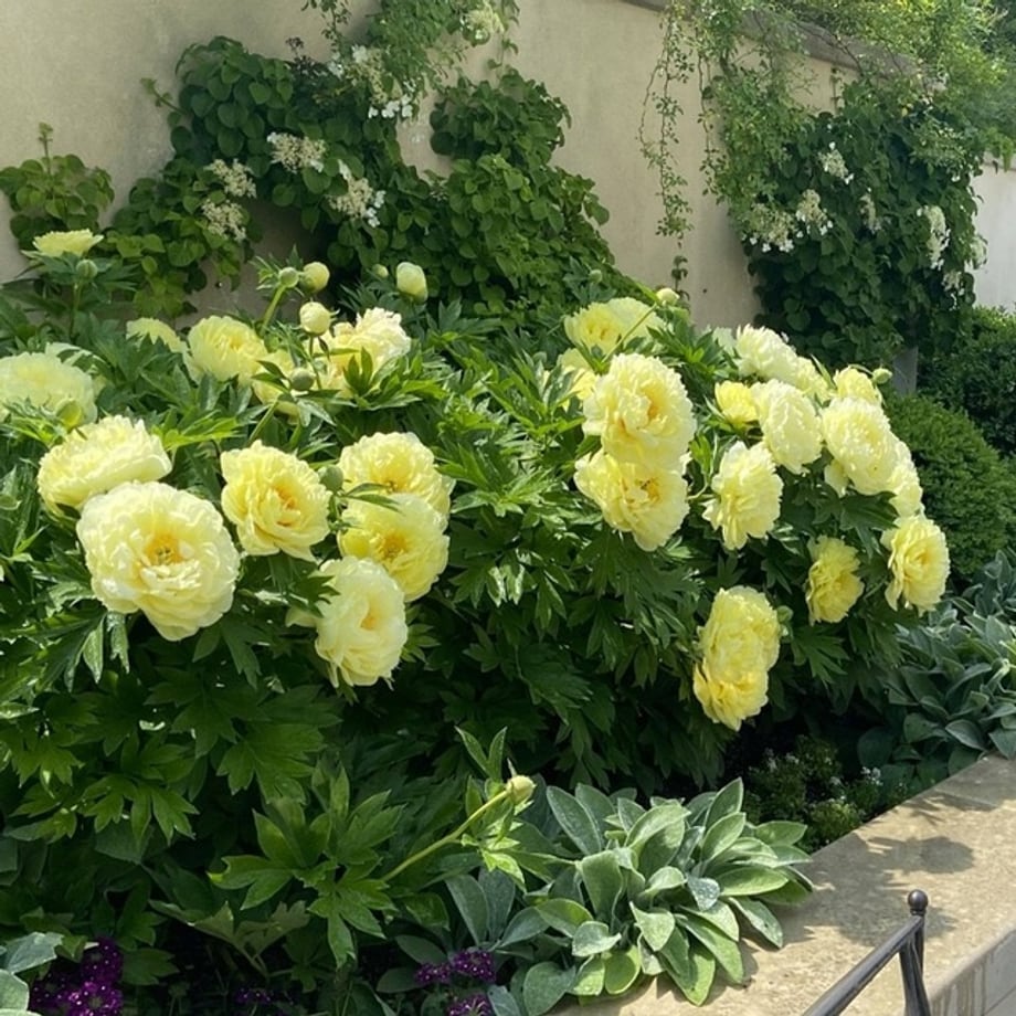 Yellow peonies: Stunning Blooms That Brighten Your Garden | My desired home