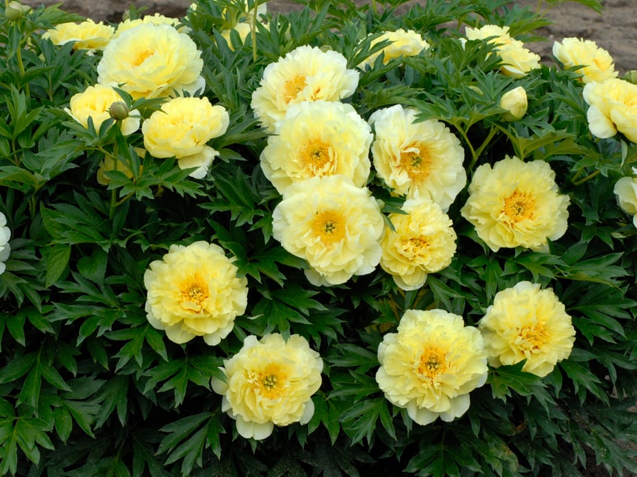 Yellow peonies: Stunning Blooms That Brighten Your Garden | My desired home