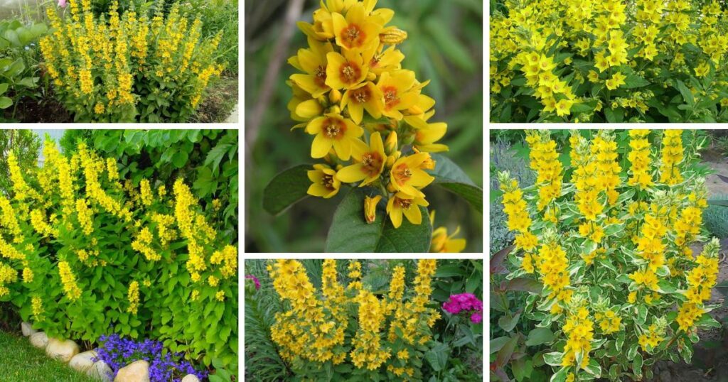 How to Grow Lysimachia: Flower Varieties and Landscaping Appeal | My ...