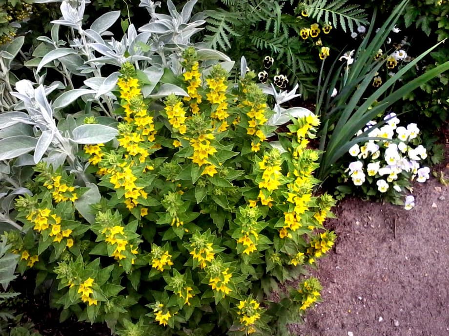 How to Grow Lysimachia: Flower Varieties and Landscaping Appeal | My ...