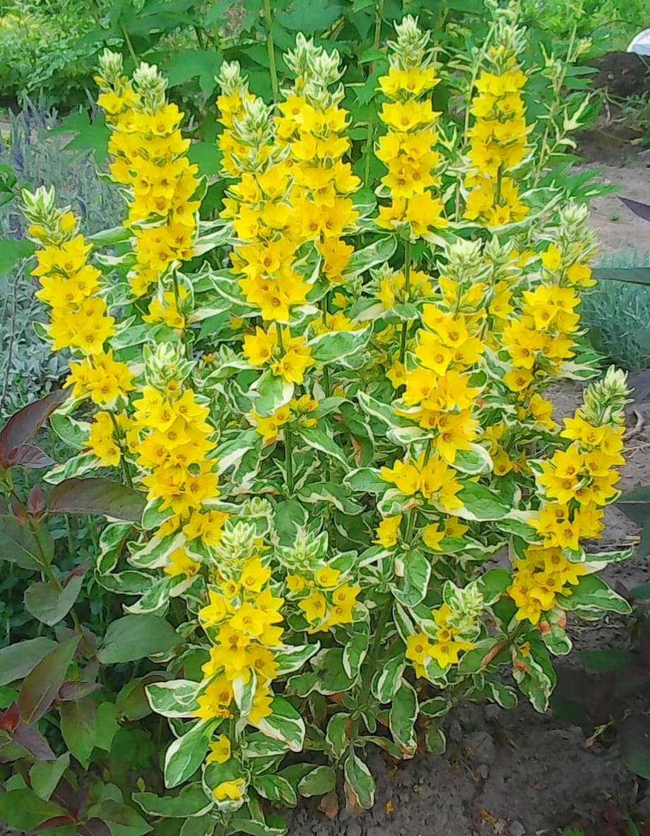 How to Grow Lysimachia: Flower Varieties and Landscaping Appeal | My ...